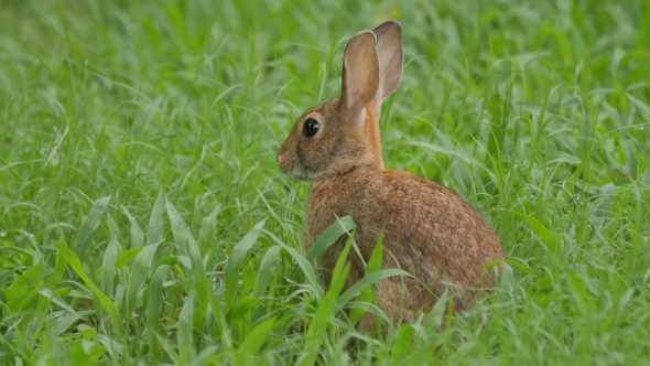 Wild Bunny Rabbit Watching, Stock Footage | VideoHive