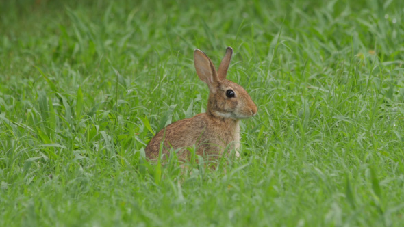 Wild Bunny Rabbit Eating Grass by TheMissingPixel | VideoHive