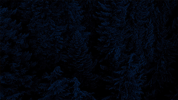 Aerial Over Forest Trees At Night, Stock Footage | VideoHive