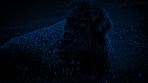Bison Resting At Night, Stock Footage | VideoHive