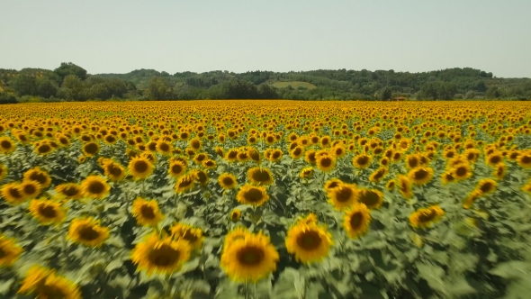 Aerial View Of Sunflowers Field, Stock Footage | VideoHive