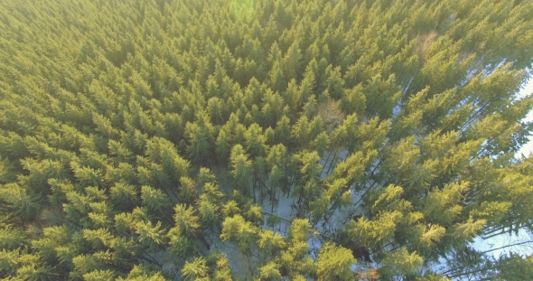 Aerial View Of Pinetrees, Stock Footage | VideoHive