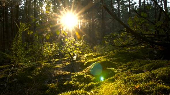Forest, Stock Footage | VideoHive