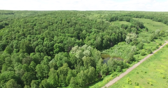 Beautiful Forest, Stock Footage | VideoHive