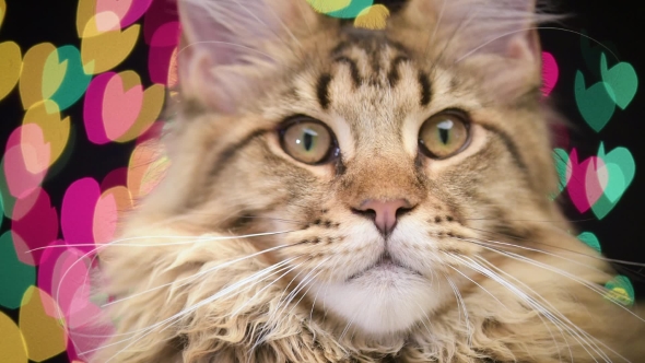 Cat With Christmas Garland, Stock Footage | VideoHive