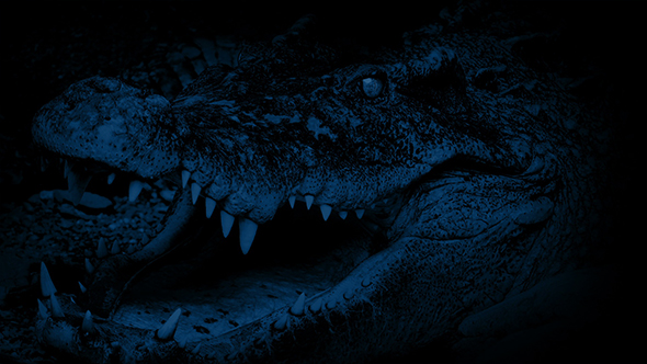 Crocodile At Night Opens Mouth, Stock Footage | VideoHive