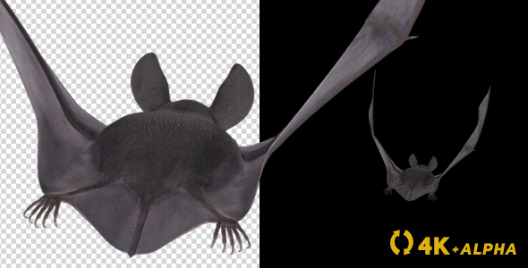 Vampire Bat - Flying Cycle - Back Side - 4K, Motion Graphics | VideoHive