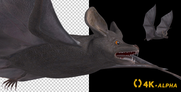 Vampire Bat - Flying Cycle - Side Angle - 4K, Motion Graphics | VideoHive