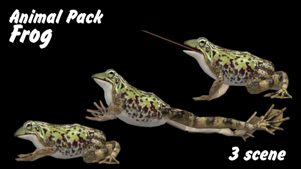 Animal Pack - Frog - 3 Scene, Motion Graphics | VideoHive