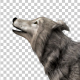 Realistic 3D Wolf Howling Animation, Motion Graphics | VideoHive