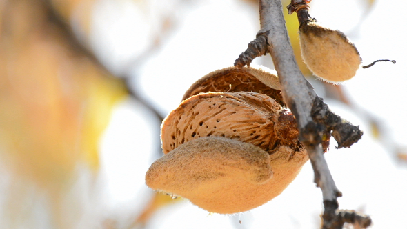 Almond with Shell in Tree, Stock Footage | VideoHive