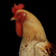 Farm Animals - Rooster - 2 Scene, Motion Graphics | VideoHive