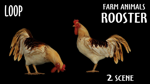 Farm Animals - Rooster - 2 Scene, Motion Graphics | VideoHive