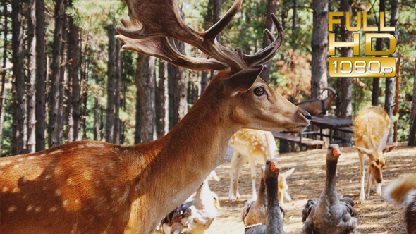 Deer, Stock Footage | VideoHive