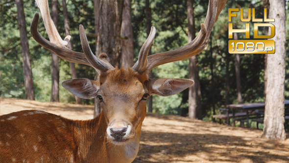 Deer, Stock Footage | VideoHive
