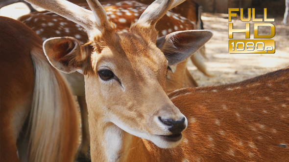 Deer, Stock Footage | VideoHive