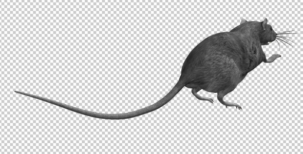 Rat - Run Jump Loop - Back Angle, Motion Graphics | VideoHive