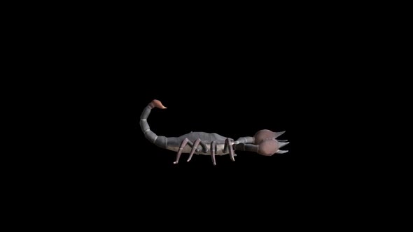 Scorpion Walk 2, Motion Graphics | VideoHive