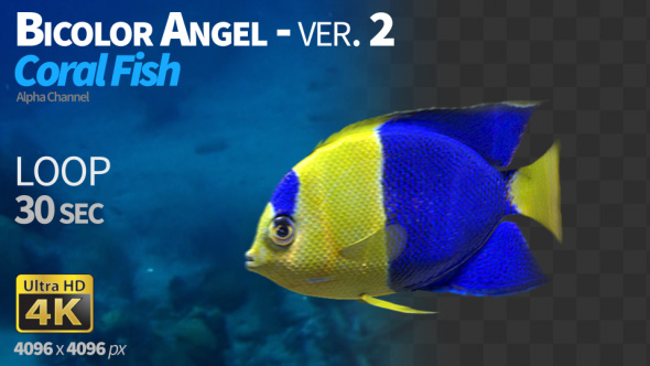 Fish Bicolor Angelfish 2, Motion Graphics | VideoHive