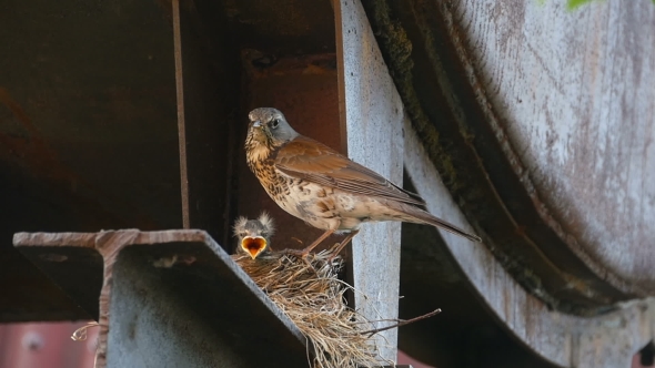 Female Fieldfare On The Nest, Stock Footage | VideoHive