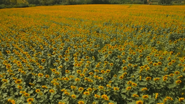 Aerial View of Blooming Sunflower Fields, Stock Footage | VideoHive