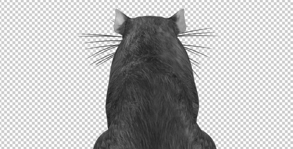 Rat - Run Jump Loop - Back View - 4K, Motion Graphics | VideoHive