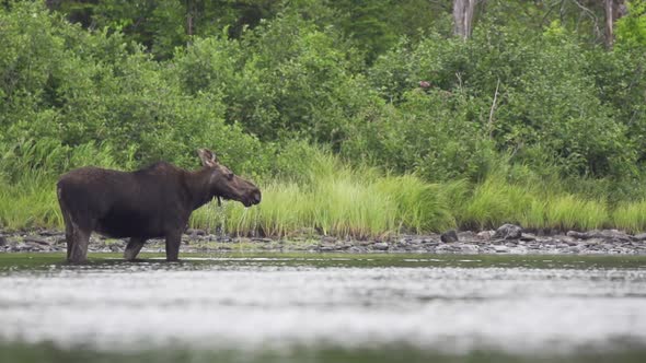 Moose chewing on food on the side of a river. slow motion, Stock Footage