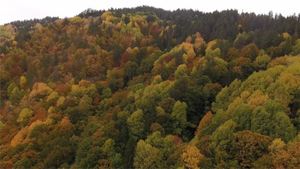 Beautiful Forest Aerial View, Stock Footage | VideoHive