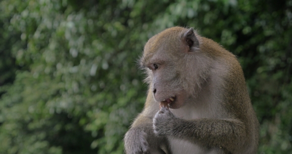 Monkey Eating Chocolate Candy Kuala Lumpur, Stock Footage | VideoHive