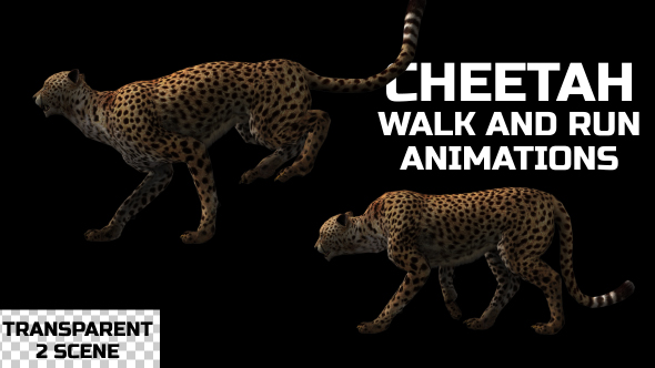 Cheetah Run And Walk Animations - 2 Scene, Motion Graphics | VideoHive