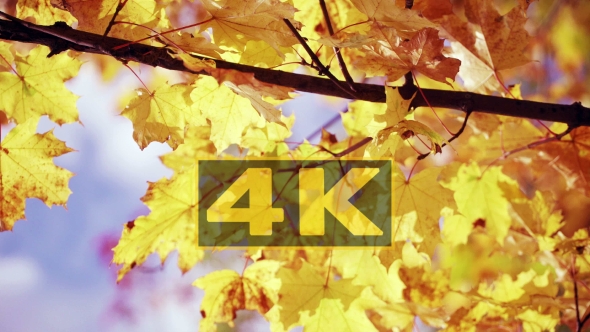 Gold Autumn Background With Leaves, Stock Footage | VideoHive