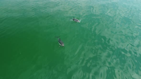 Flight Over Dolphins in the Sea, Stock Footage | VideoHive
