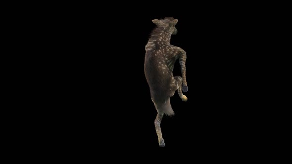 35 Zebra Dancing HD, Motion Graphics | VideoHive