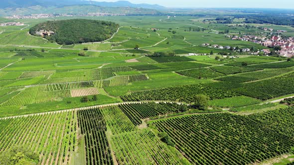 All plain in green fields of vineyards, aerial view of landscape of ...