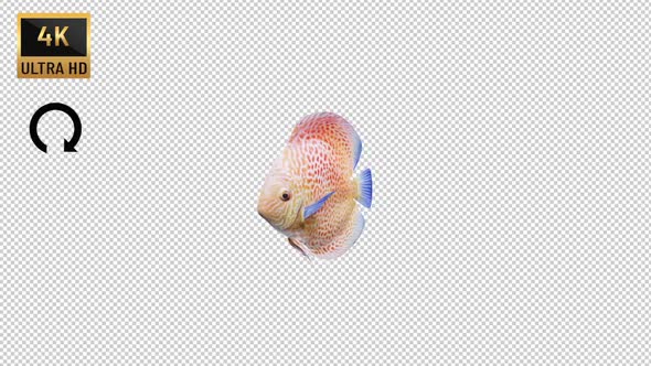 Discus Fish Front View, Motion Graphics | VideoHive