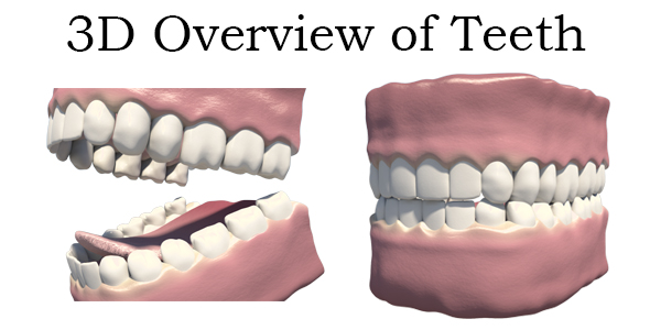 3D Overview Of Teeth, Motion Graphics | VideoHive