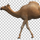 Camel Moving, Motion Graphics | VideoHive
