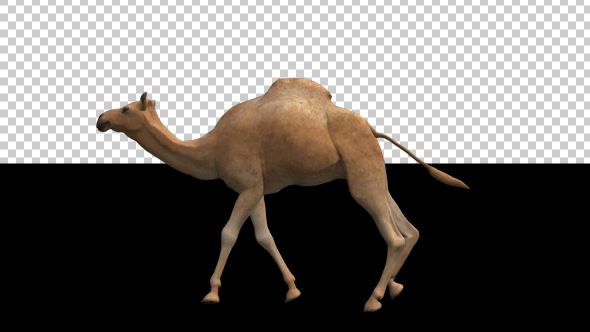 Camel Moving, Motion Graphics | VideoHive
