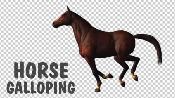 Horse Gallop Loop, Motion Graphics | VideoHive