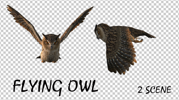 Owl Flying - 2 Scene, Motion Graphics | VideoHive