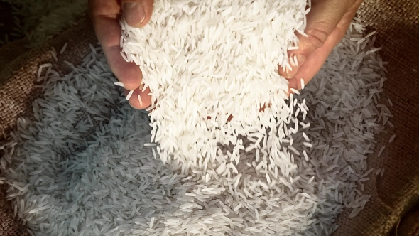 Unprocessed Rice Being Poured From a Man's Hands., Stock Footage ...