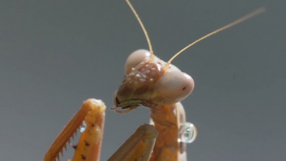 Mantis Portrait, Stock Footage | VideoHive