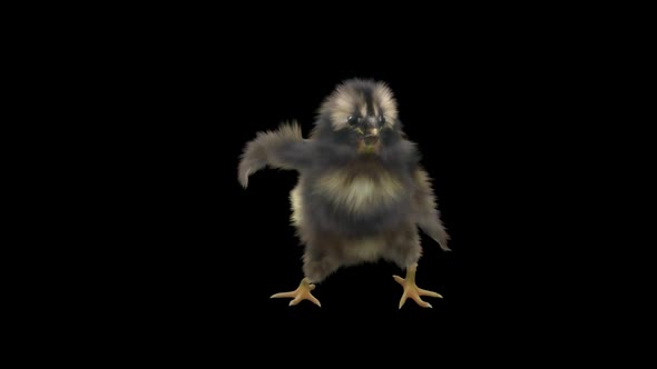 22 Baby Chicks Dancing HD, Motion Graphics | VideoHive