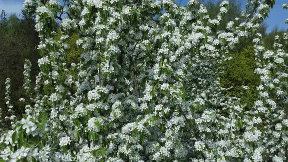 Spring Blooms Magic Apple Tree 04, Stock Footage | VideoHive