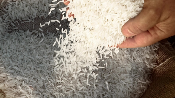 Unprocessed Rice Being Poured From a Man's Hands., Stock Footage ...