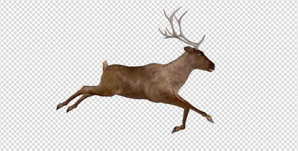 Red Deer - Jump Run Cycle - Right Side View, Motion Graphics | VideoHive