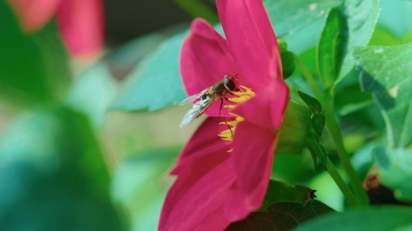 Big Fly On Dahlia Flower,, Stock Footage | VideoHive