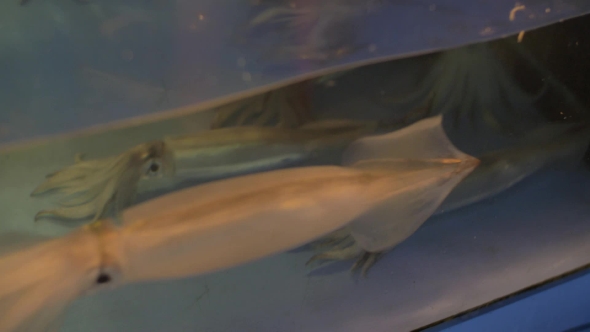 Squids In The Water Tank Of Sea Food Store, Stock Footage | VideoHive
