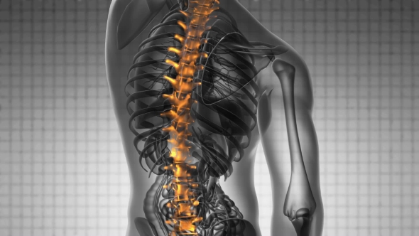 Backache In Back Bones, Motion Graphics | VideoHive