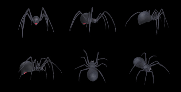 Spooky Spider - Black Widow - Walk Loop - Pack of 6, Motion Graphics